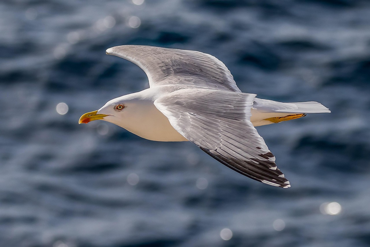 40 000 Free Sea Birds Nature Images Pixabay