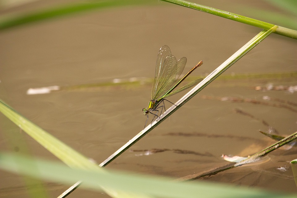 Dragonfly Macro Nature - Free photo on Pixabay