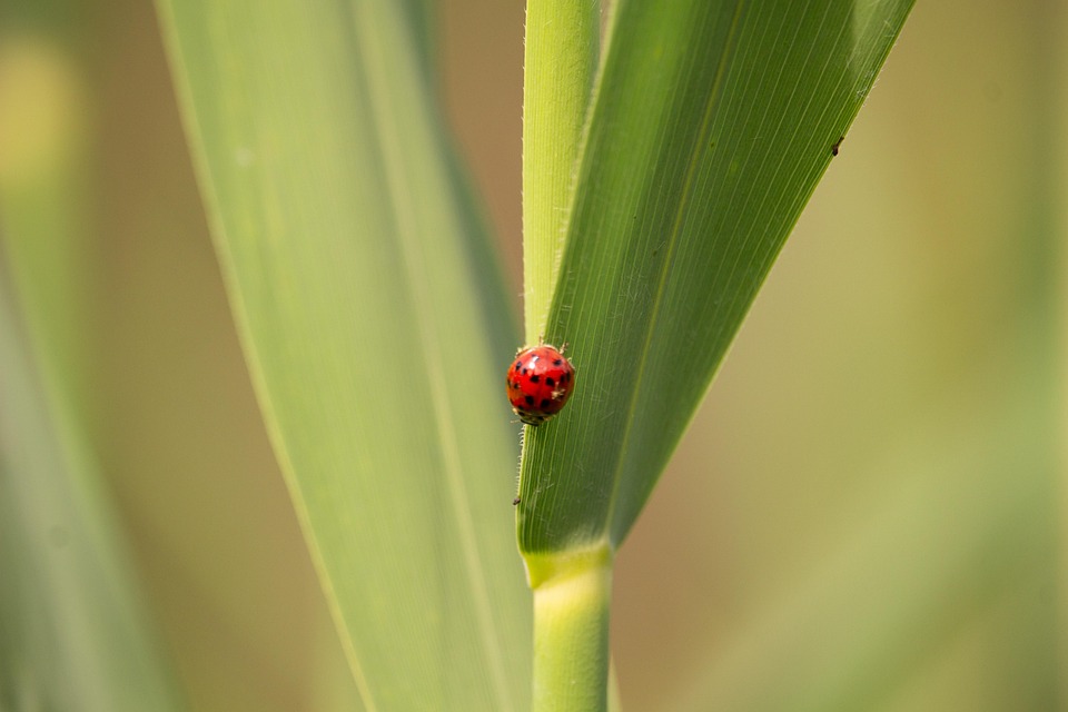 Ladybird Ladybug Nature - Free photo on Pixabay