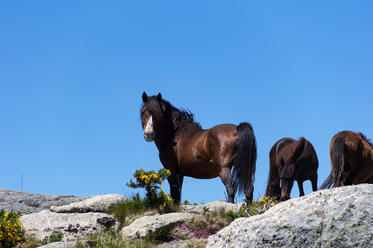 Pferde Natur Pferd - Kostenloses Foto auf Pixabay - Pixabay