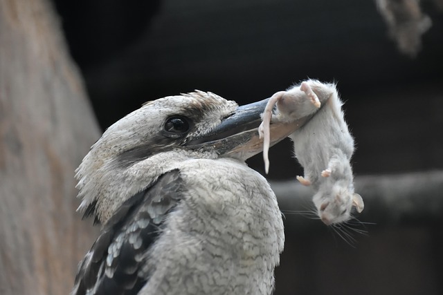 Kookaburra Lachender Hans Bird - Free photo on Pixabay