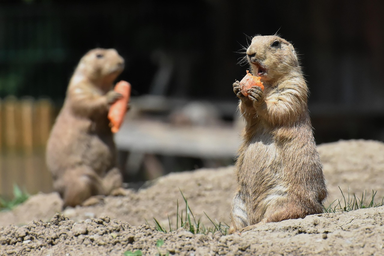 Prairie Dogs As Pets
