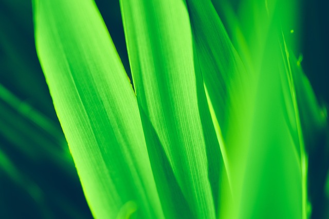 Vert Feuilles Texture - Photo gratuite sur Pixabay - Pixabay