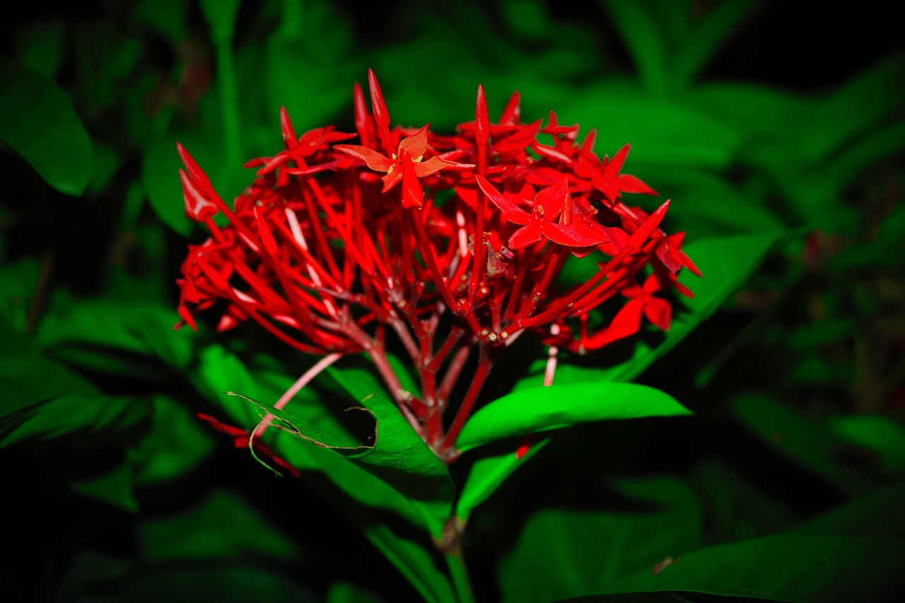 Chinese Ixora Flowers Plant Free Photo On Pixabay Pixabay