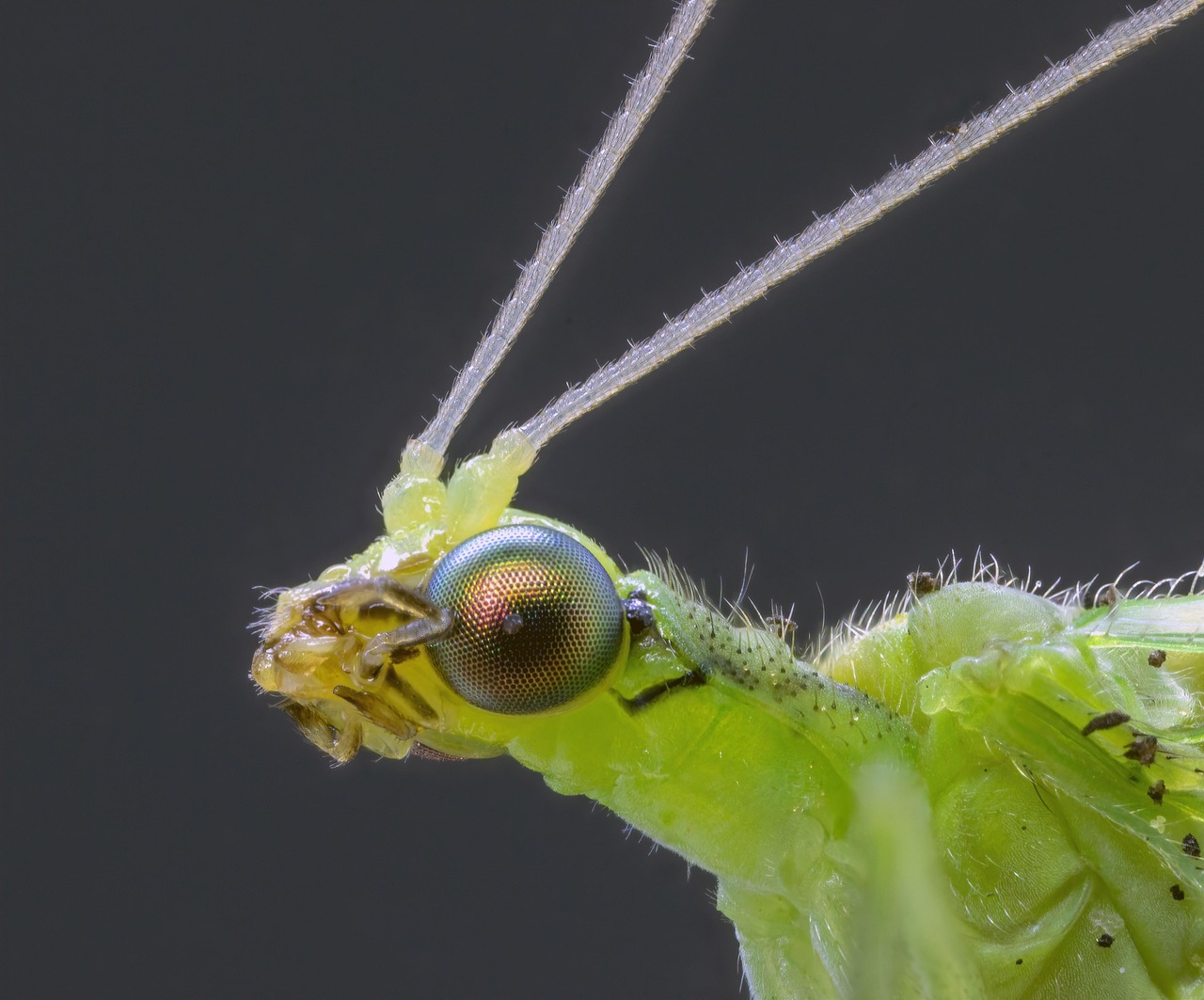 Lacewing 昆虫 眼睛 - Pixabay上的免费照片 - Pixabay