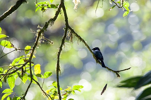 60+ Free Bird Of Indonesia & Indonesia Images - Pixabay