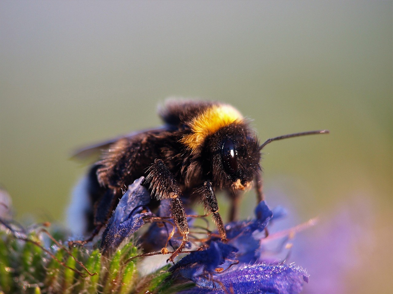 Hummel Insekt Bombus - Kostenloses Foto auf Pixabay - Pixabay
