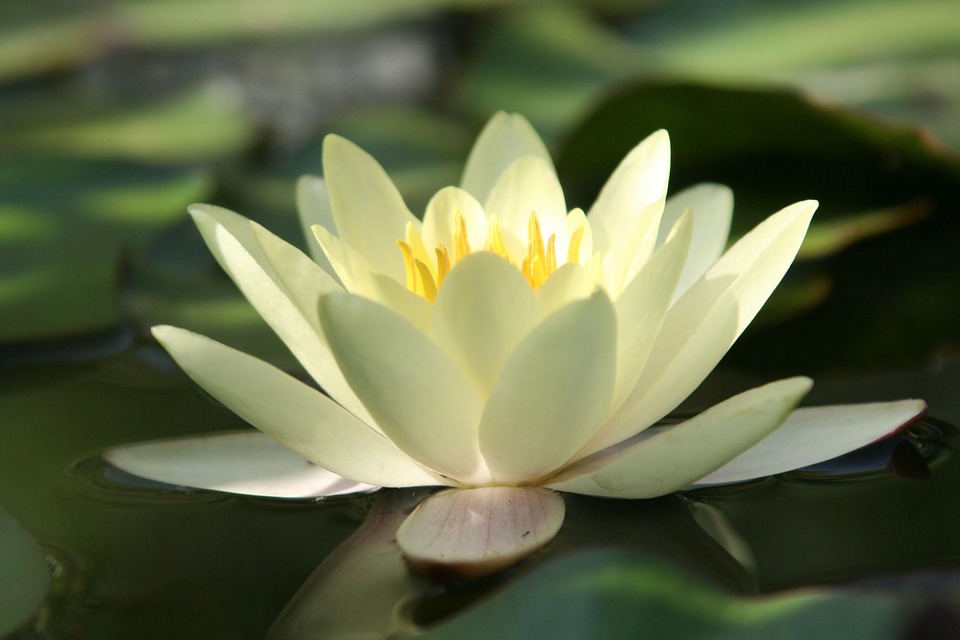 Lily Air Bunga Kolam - Foto gratis di Pixabay