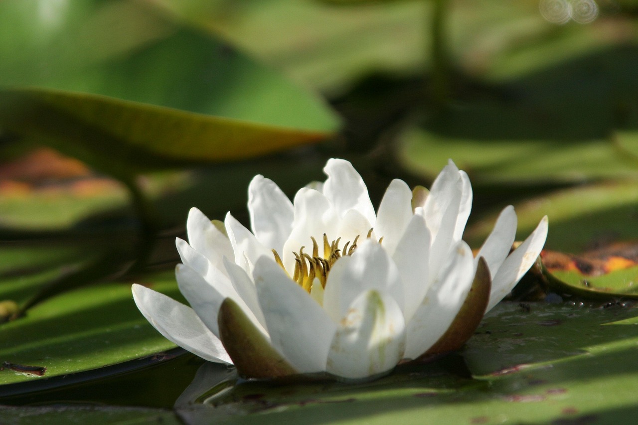 Lirio De Agua Blanco Blanca - Foto gratis en Pixabay - Pixabay