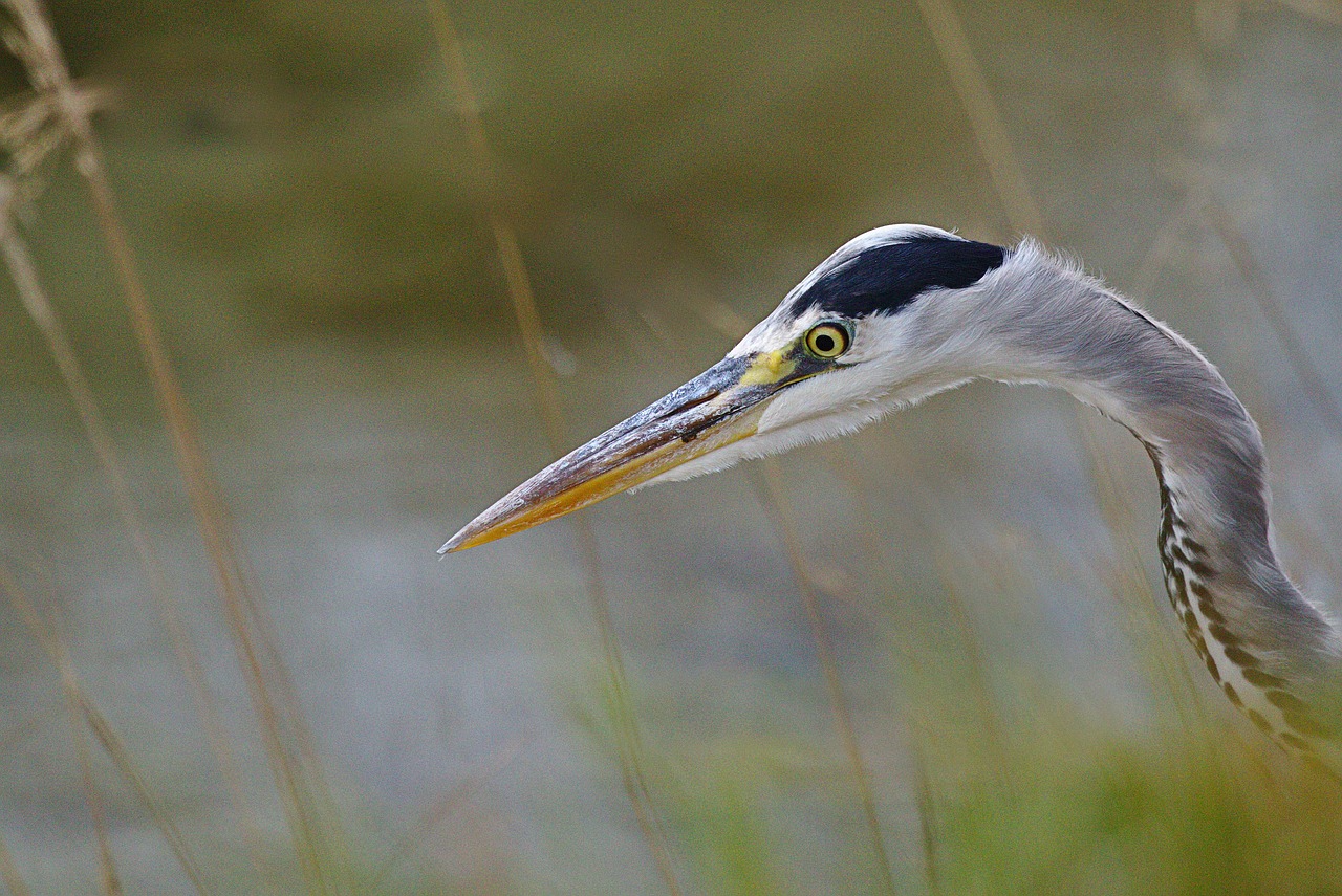 Grey Heron Beak Eye - Free photo on Pixabay - Pixabay