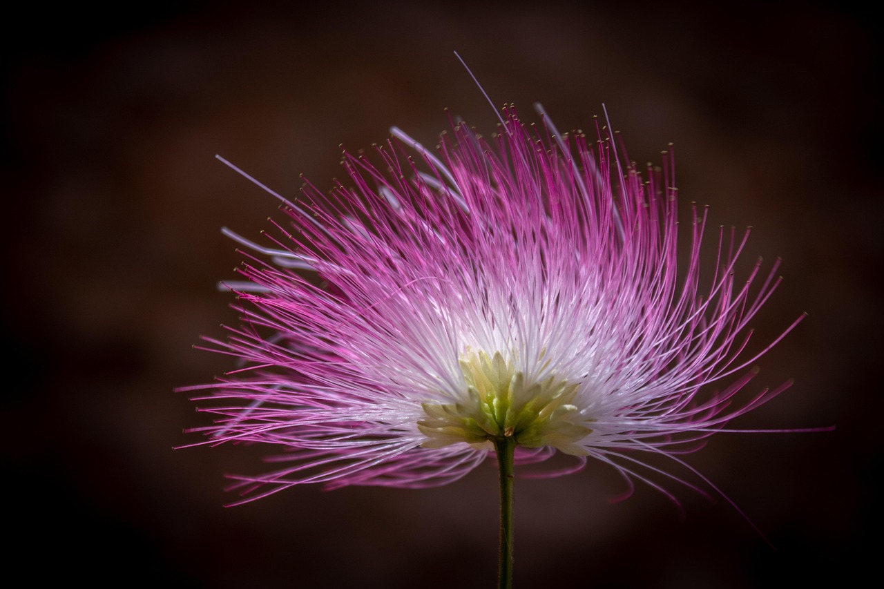 Blossom Bloom Flower - Free photo on Pixabay - Pixabay