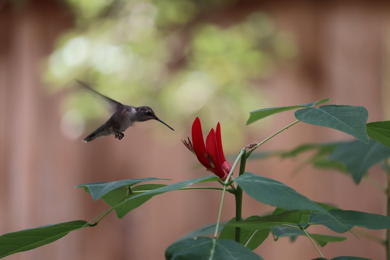 400+ Free Hummingbird Flower & Hummingbird Images - Pixabay