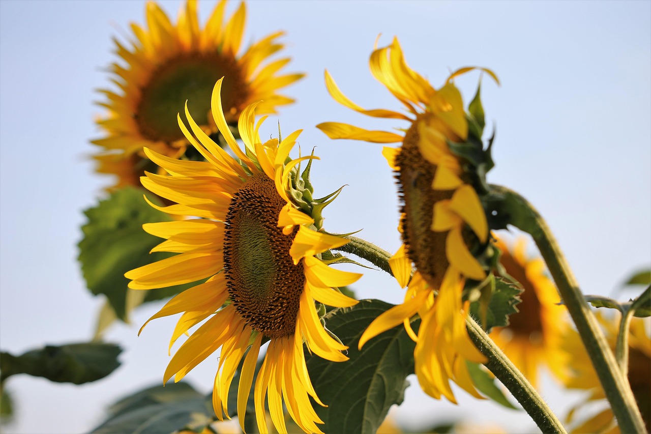 Pertanian Bunga Matahari Bloom - Foto gratis di Pixabay - Pixabay