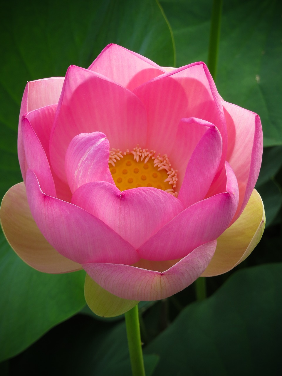 Blomma Lotus Kronblad - Gratis foto på Pixabay - Pixabay