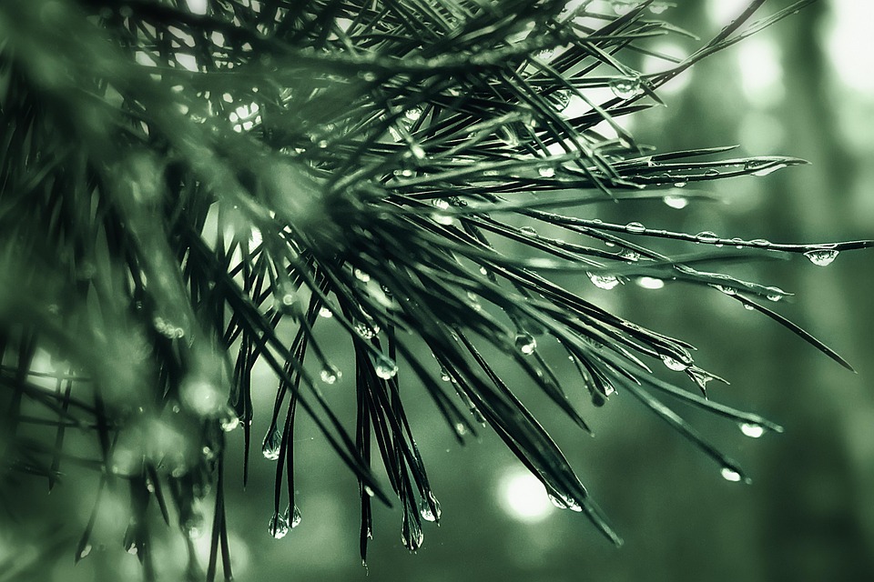 Nature Forest Rain - Free photo on Pixabay