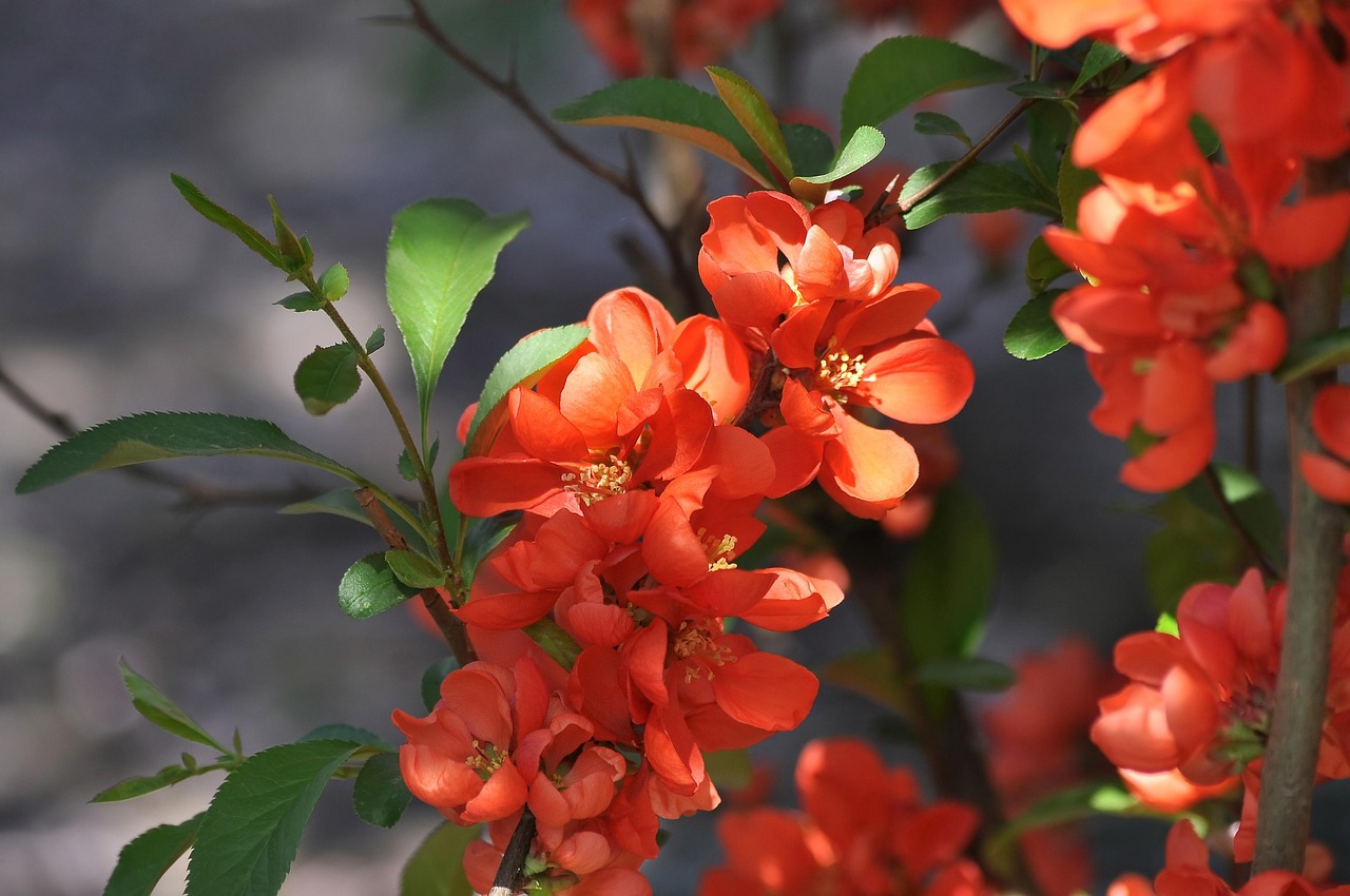 Orange Colour Flowers