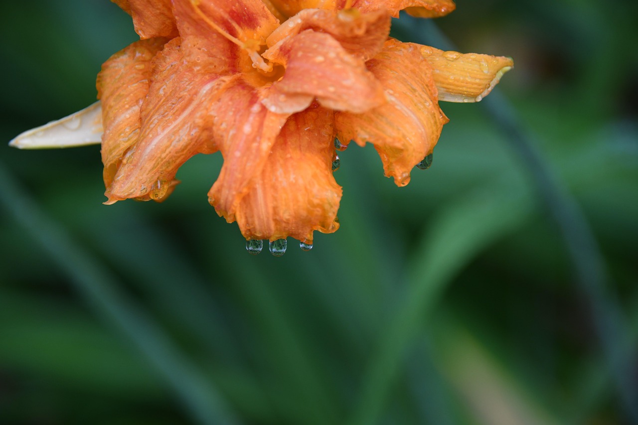 Daylily Flor Chuva - Foto gratuita no Pixabay - Pixabay