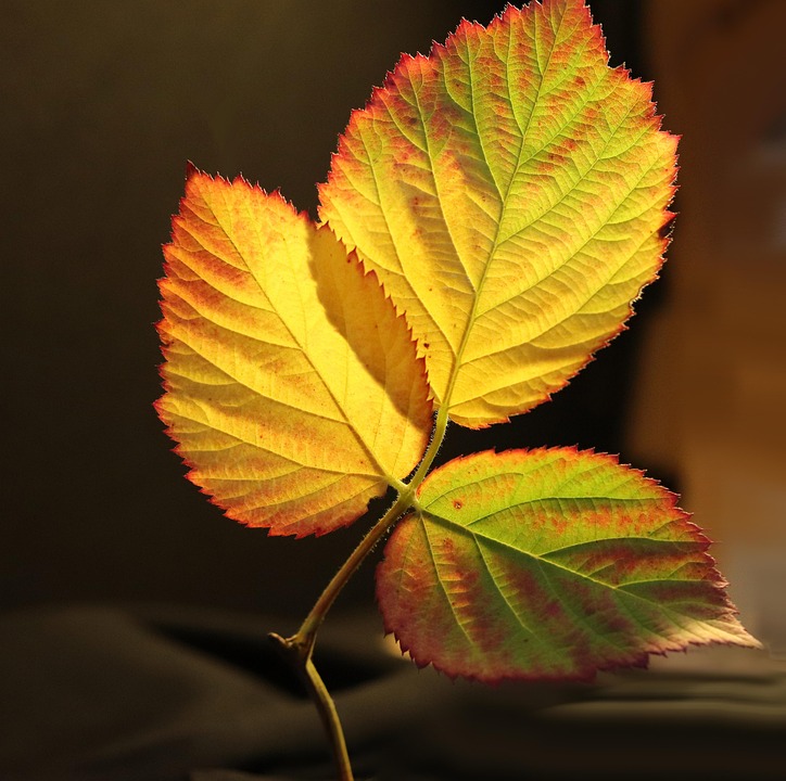 Hoja Otoño Mora - Foto gratis en Pixabay - Pixabay