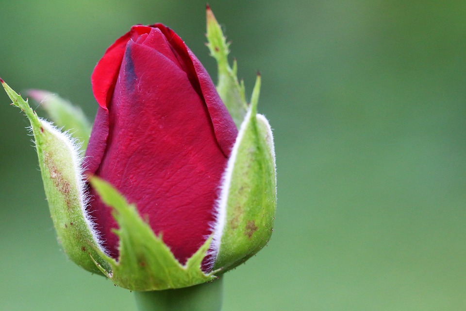 Red Rose Velvet Bud Green Leaves - Free photo on Pixabay