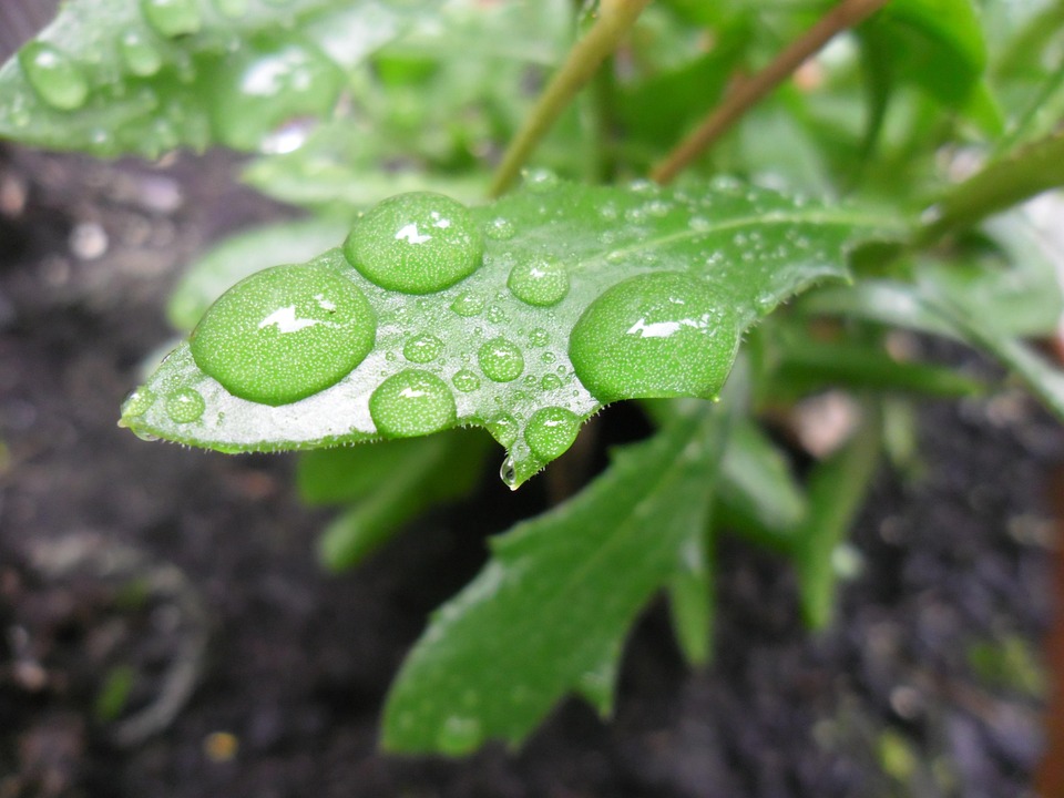 Waterdruppels Natuur Regen - Gratis foto op Pixabay - Pixabay