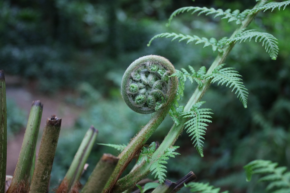 Fern Ireland Nature - Free photo on Pixabay - Pixabay