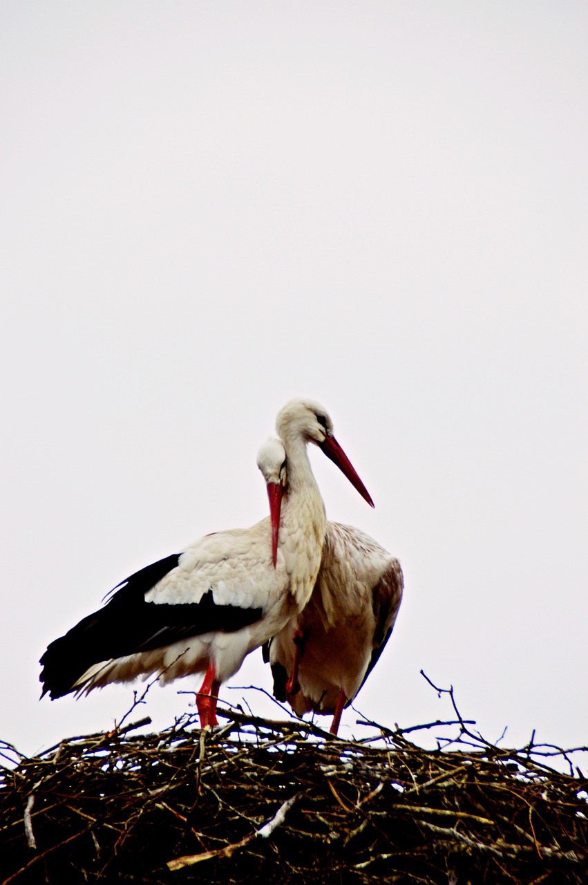 Storks Love Affection - Free photo on Pixabay - Pixabay