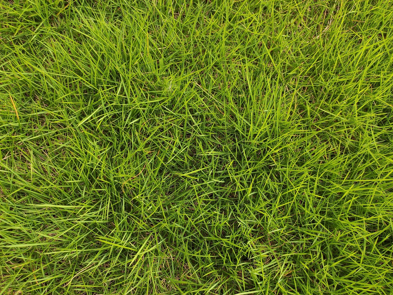 Grass Green Environment - Free photo on Pixabay - Pixabay