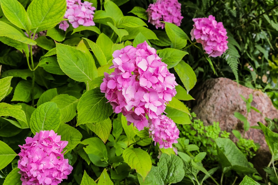 Hydrangea Kebun Musim Panas - Foto gratis di Pixabay - Pixabay