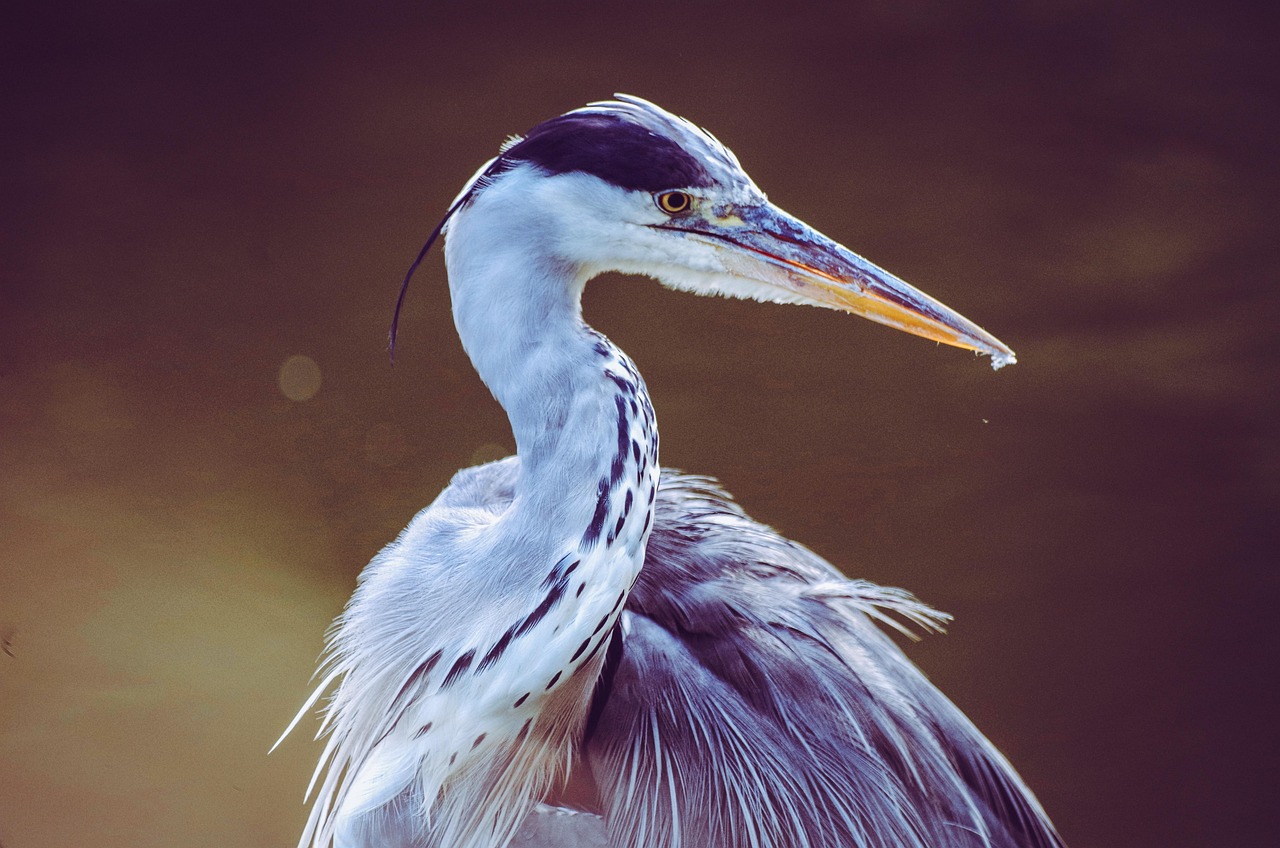 Heron Grey Bird Water - Free photo on Pixabay