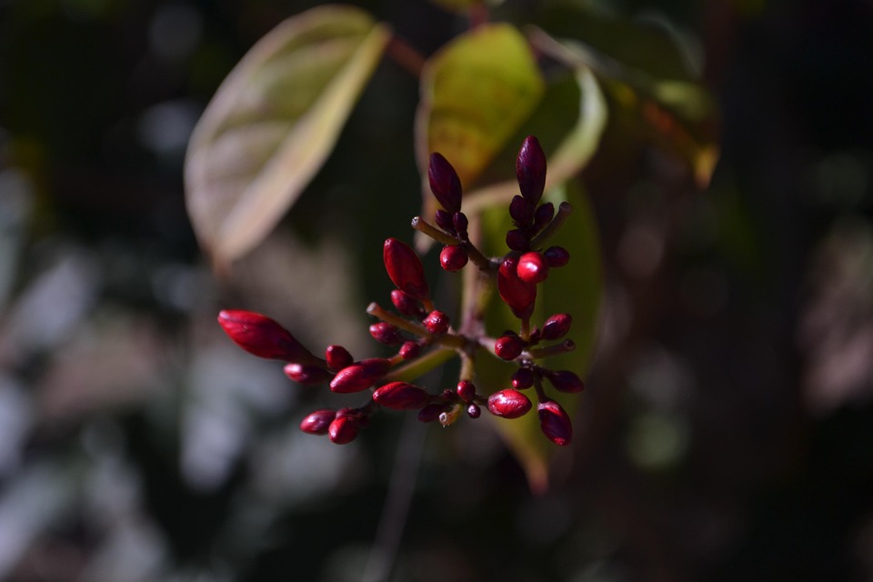 Broto De Flor Planta - Foto gratuita no Pixabay - Pixabay
