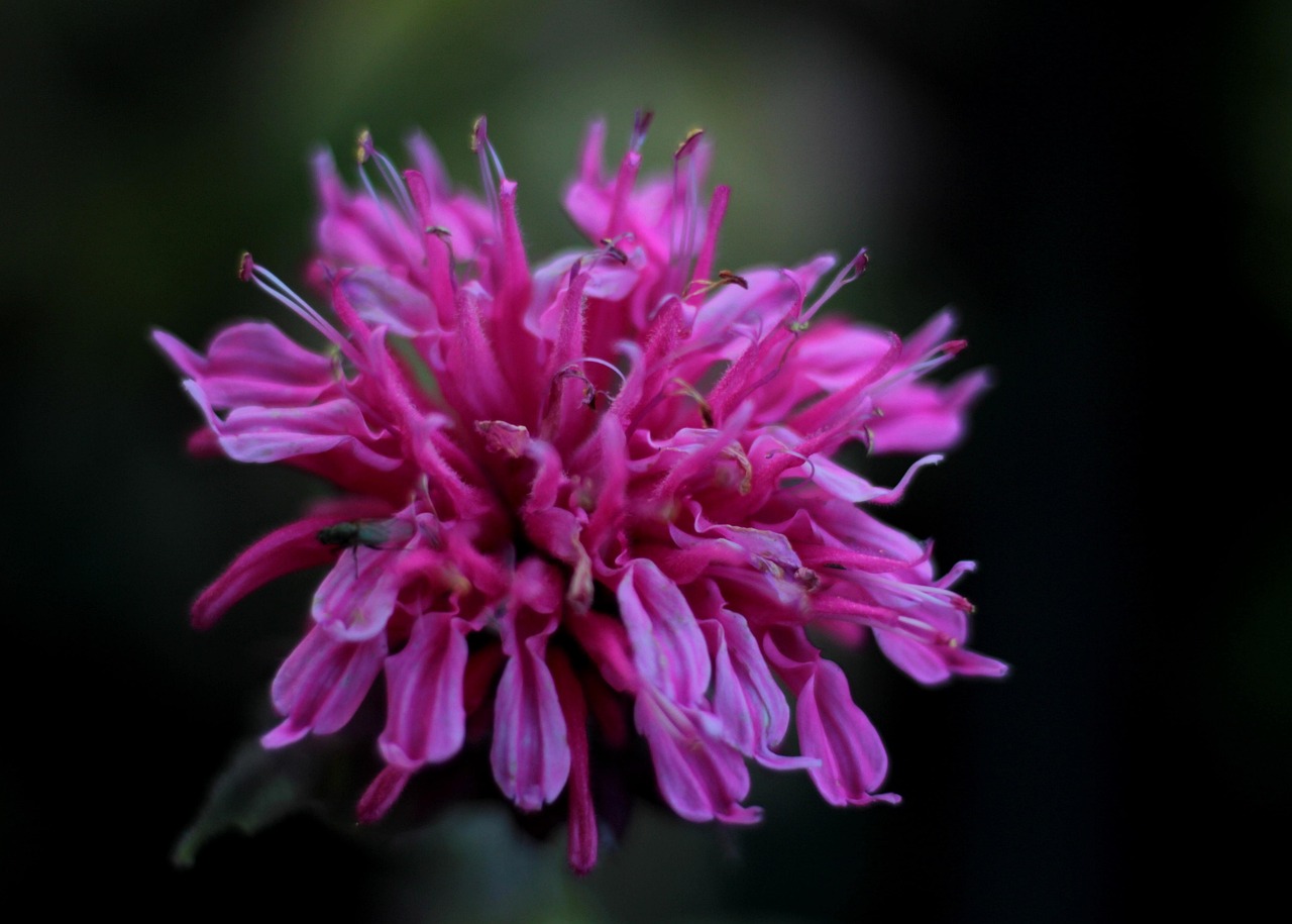 40+ Free Monarda & Bergamot Images - Pixabay