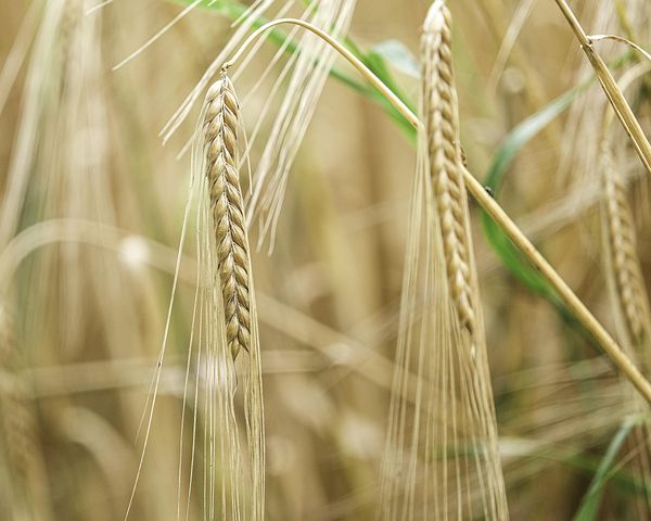 100+ Free Green Barley & Barley Images - Pixabay