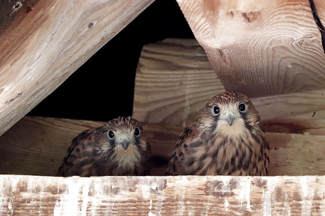 Roofvogels Valk Roofvogel Jonge - Gratis foto op Pixabay - Pixabay
