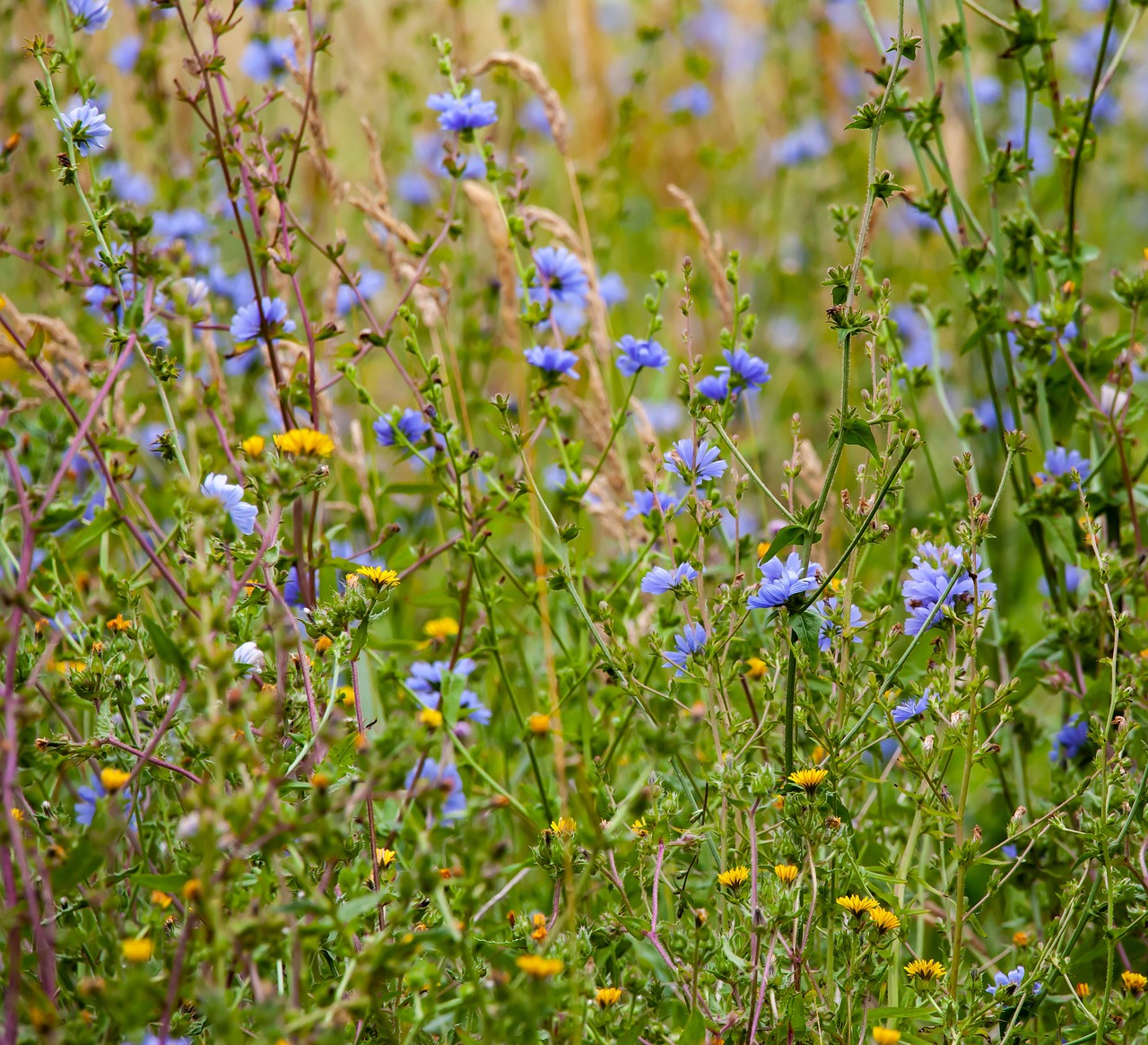 Cichorium Intybus Common Chicory - Free photo on Pixabay - Pixabay
