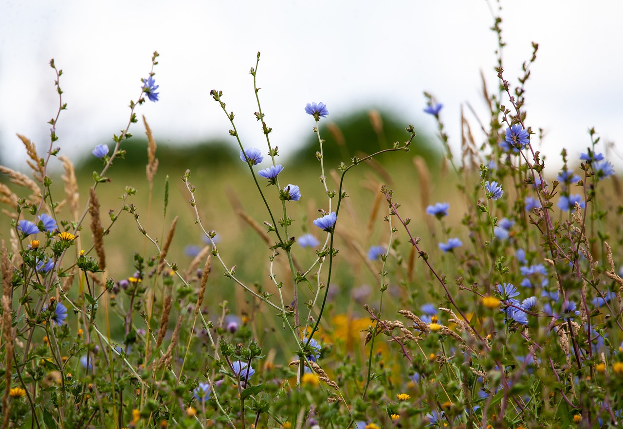 Cichorium Intybus Chicory Flowers - Free photo on Pixabay - Pixabay