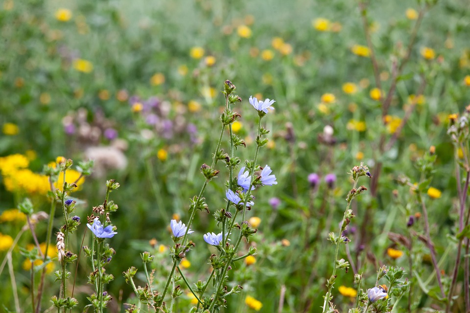 Cichorium Intybus Las Flores De La - Foto gratis en Pixabay - Pixabay