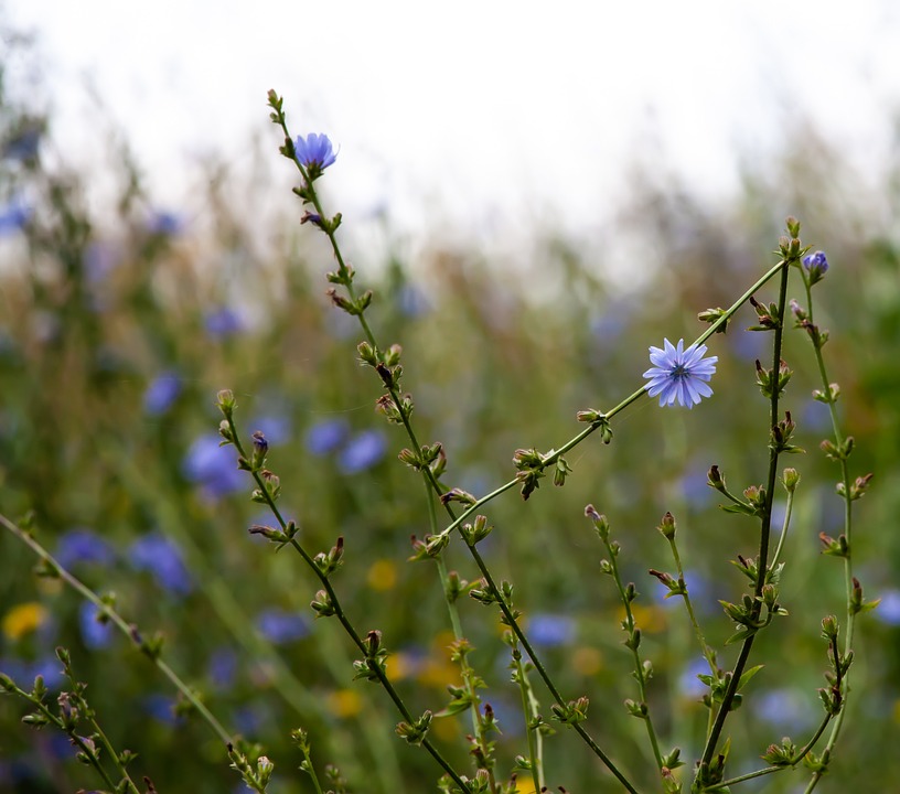 Cichorium Intybus Chicory Flowers - Free photo on Pixabay