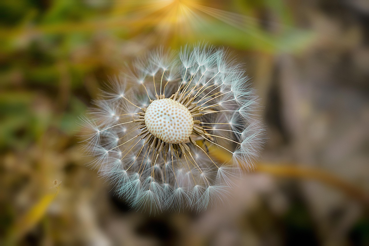 Dandelion Nature Spring - Free photo on Pixabay