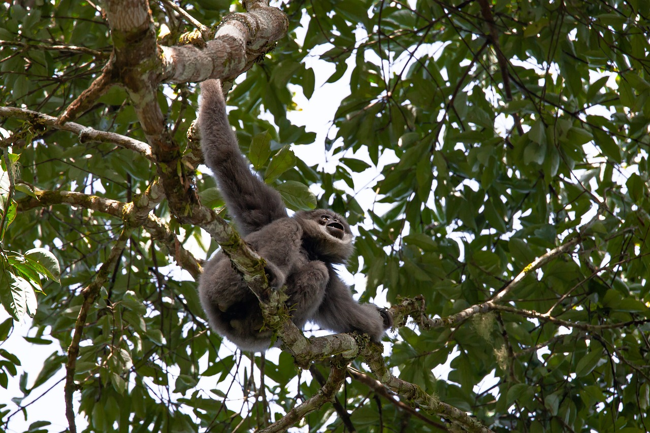 Gibbon Animal Mammal Wah-Wah - Free photo on Pixabay - Pixabay