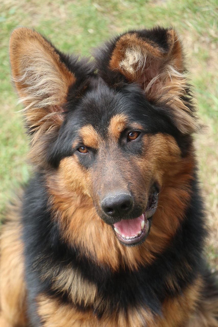 Dog Sheep-Dog Ears - Free photo on Pixabay