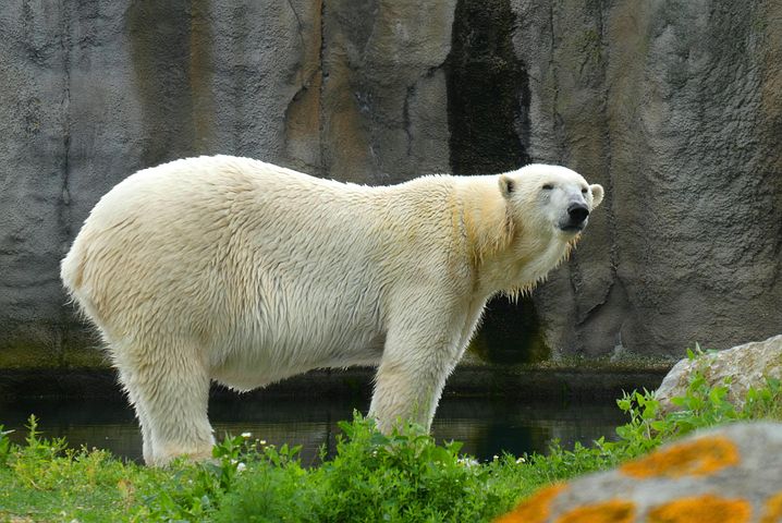 400+ Free Polar Bear & Bear Photos