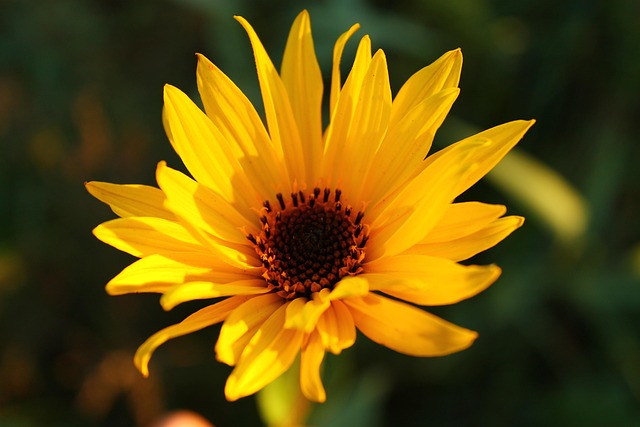 La Nature Fleur Jaune - Photo gratuite sur Pixabay - Pixabay