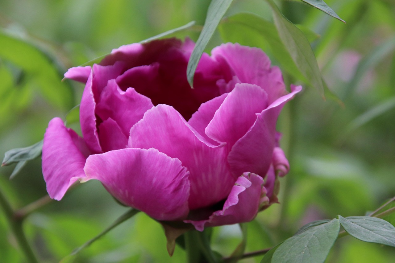Pfingstrose Blumen Lila - Kostenloses Foto auf Pixabay - Pixabay