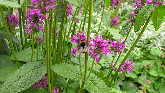 Bumblebee Flower Blossom - Free photo on Pixabay - Pixabay