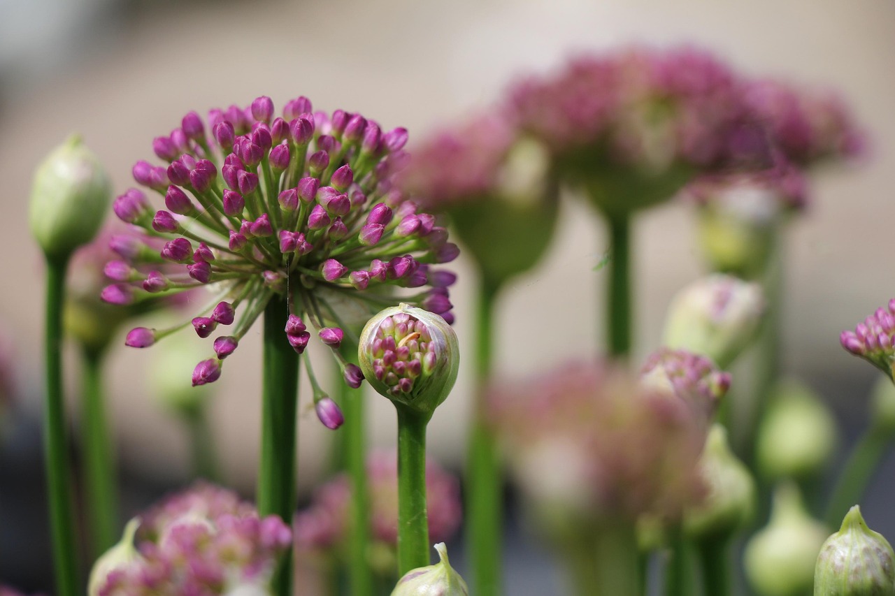 Oignon Ornemental Plante Fleur - Photo gratuite sur Pixabay - Pixabay