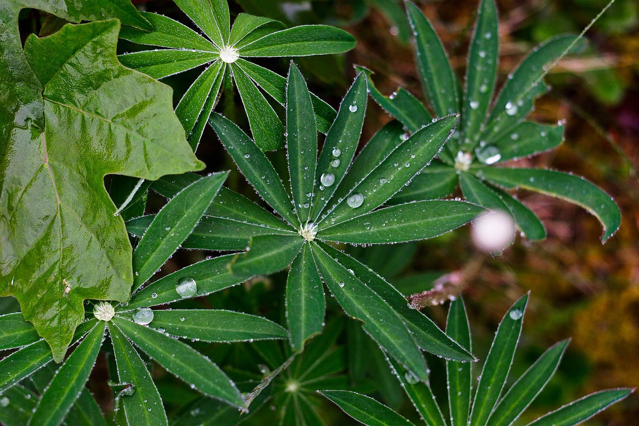 Plantas Naturaleza Jardín - Foto gratis en Pixabay - Pixabay