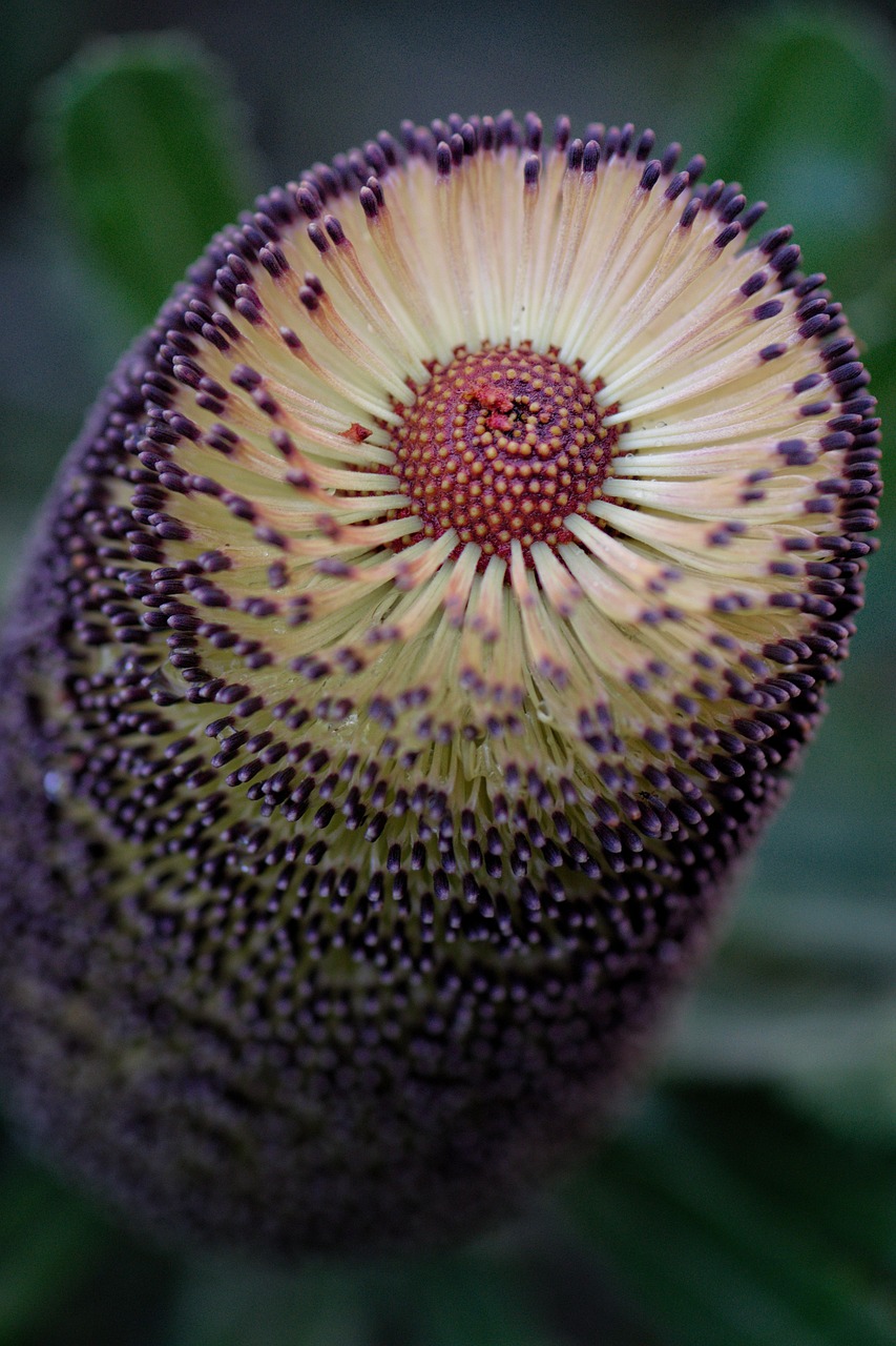 Banksia Australian Native - Free photo on Pixabay