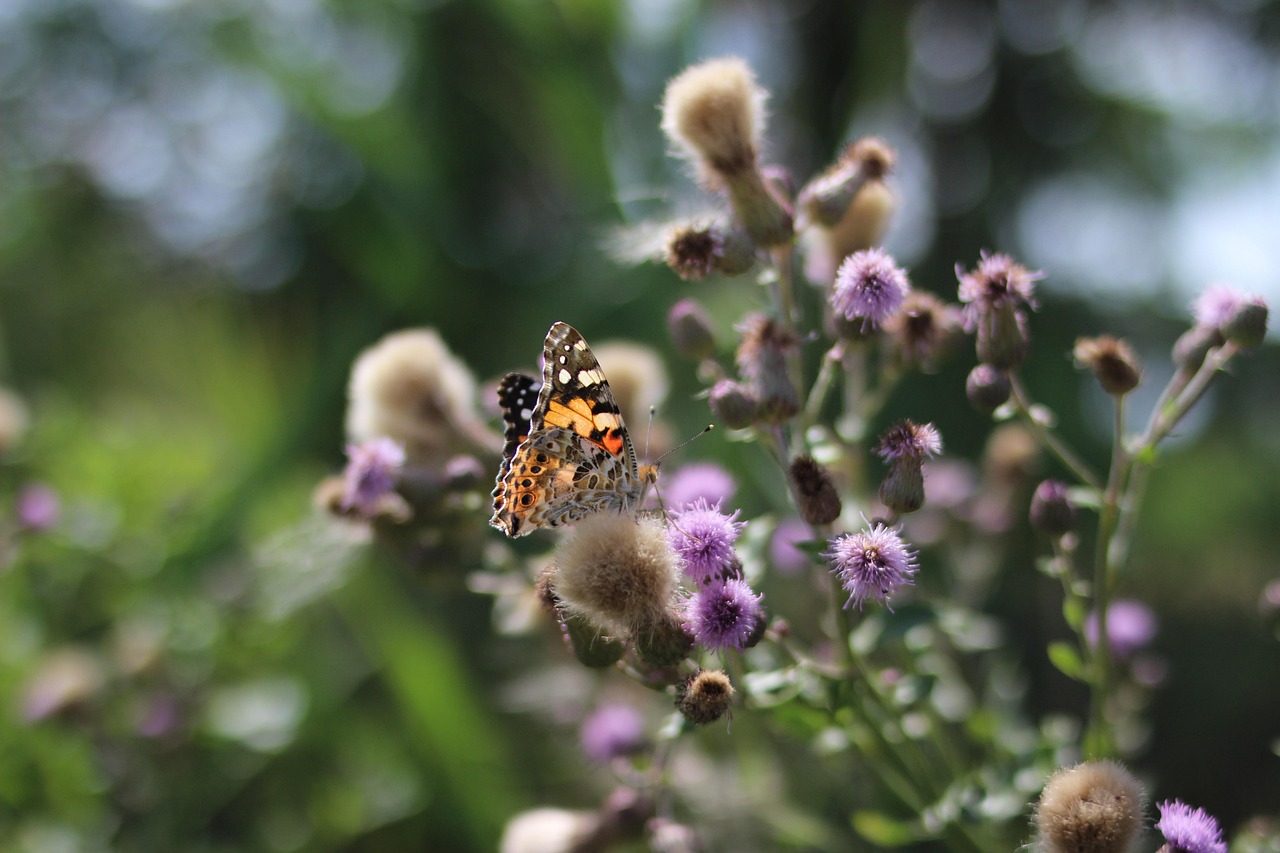 Mariposa Naturaleza Insecto - Foto gratis en Pixabay