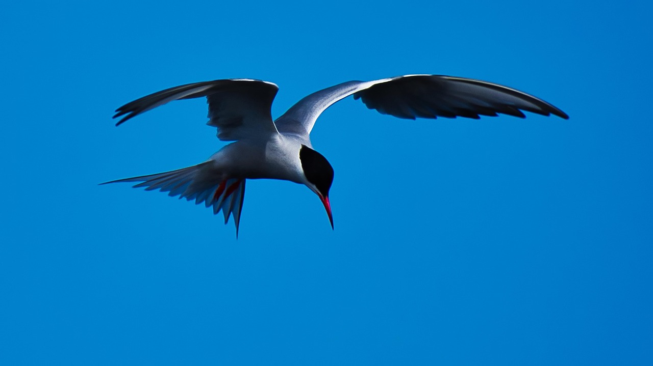 Pájaro Charrán Común Volador Fauna - Foto gratis en Pixabay - Pixabay