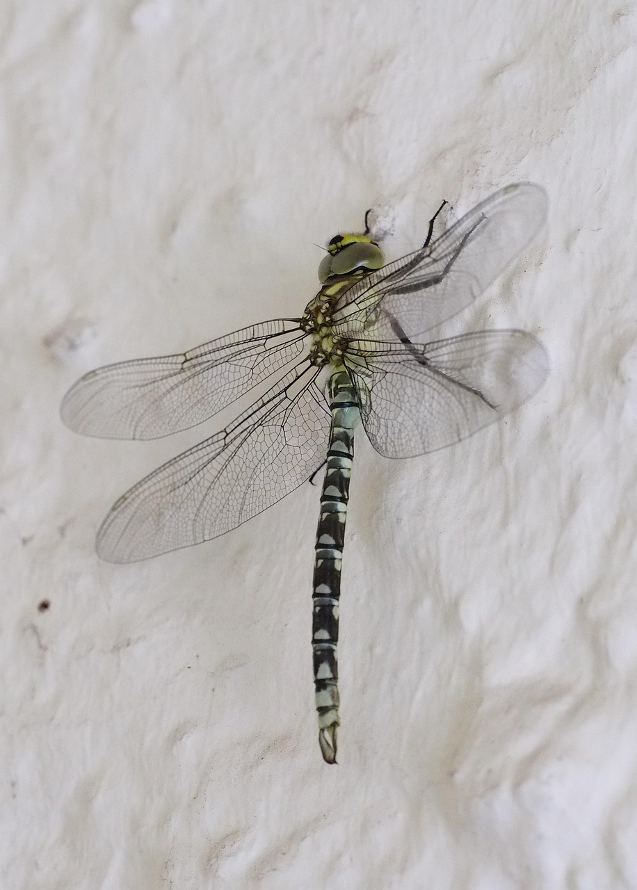 Libelle Insekt Flügel - Kostenloses Foto auf Pixabay - Pixabay